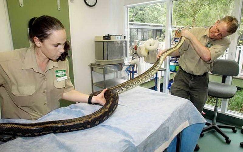 This Woman Slept With A Python Every Night When It Stopped Eating The Vet Told Something